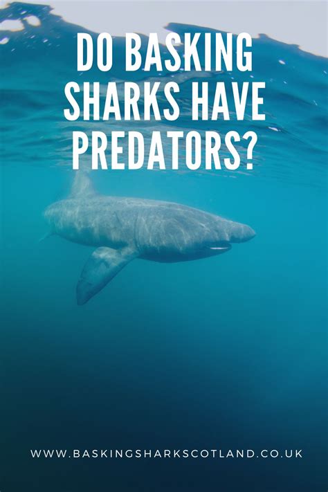 Basking Shark Scotland On Linkedin Do Basking Sharks Have Predators