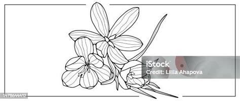 벡터 흑백 그림 크로커스 꽃 색칠 공부 책 장식 표지 배경 프레 젠 테이션 0명에 대한 스톡 벡터 아트 및 기타 이미지 0명 개체 그룹 검은색 Istock