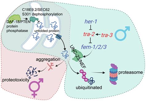 Male Sex Determination Maintains Proteostasis And Extends Lifespan Of Daf Pten Deficient C