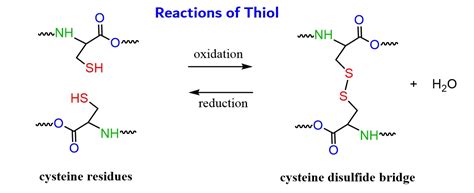 8 Mind Blowing Facts About Thiol