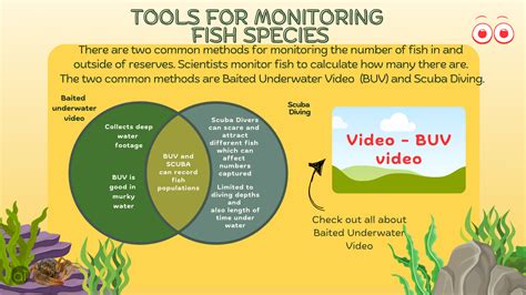 Tools For Monitoring Fish Species Wildlifeai Tools For Monitoring Fish Species Wildlifeai
