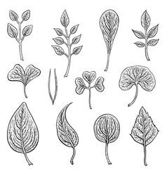 Types Leaf Outline Leaves Different Types Vector Image