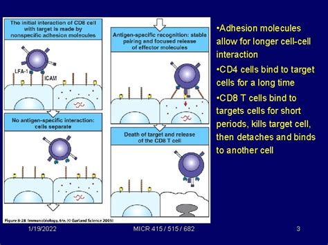 Topics T Cell Mediated Immunity Part Ii Effector