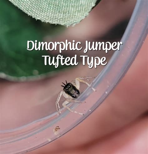 Dimorphic Jumping Spider Tufted Morph Male By Tangled Webs 🕸
