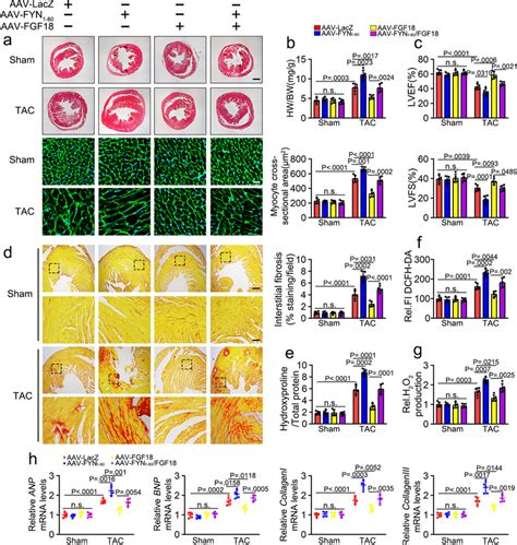 Fyn1 80 Aggravates Pressure Overload Induced Hypertrophy Fgf18 Download Scientific Diagram