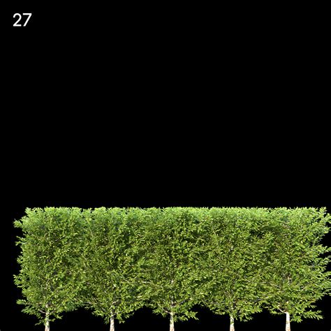 Carpinus Betulus Proxy Model Proxy Dnd