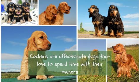 Do Cocker Spaniels Like To Be Held Easy Spaniel Training