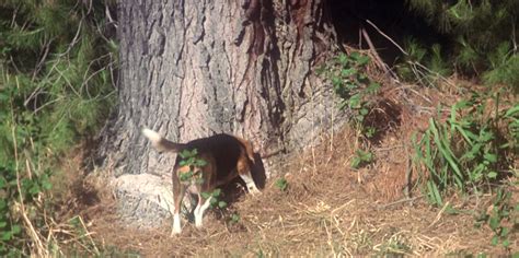 Unraveling Star Treks Elusive Class M Planet Enigma A Groundbreaking