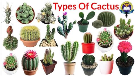 Names Of Flowering Cactus Plants