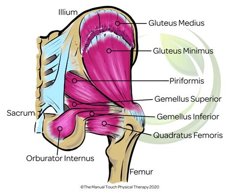 Understanding Hip Pain The Manual Touch Physical Therapy