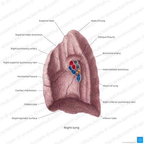 Hilum Of The Lung Anatomy And Clinical Aspects Kenhub
