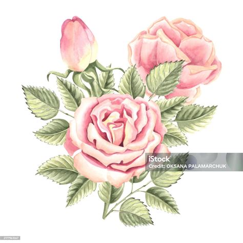 새싹과 녹색 잎이 있는 장미의 꽃 봄 꽃다발 어레인지 손으로 그린 수채화 그림이 분리되어 있습니다 정원 식물의 클립아트입니다 초대장 엽서 결혼식 스티커에 대 한 템플릿 0