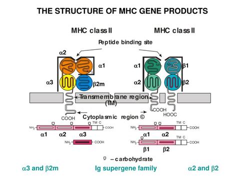 Ppt Function Of Mhc Molecules Powerpoint Presentation Id 3542084