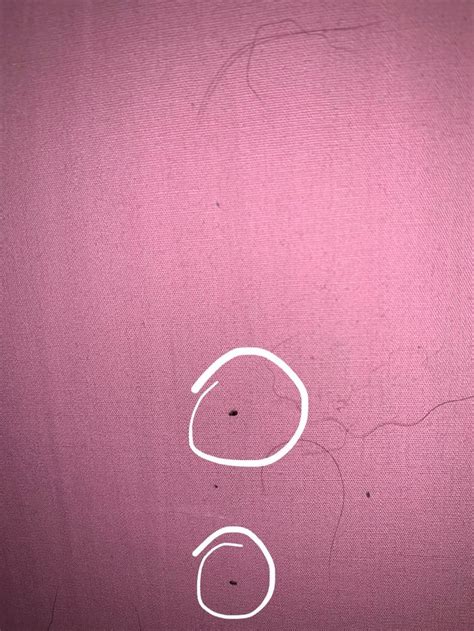 Bedbugs Or Psocids Booklice Australia Rbedbugs