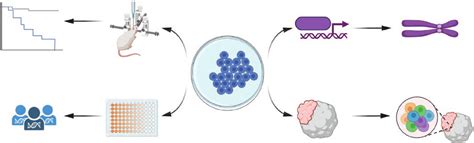 Overview Of Applications Of Hpscs In Brain Tumor Research Brain Tumor Download Scientific