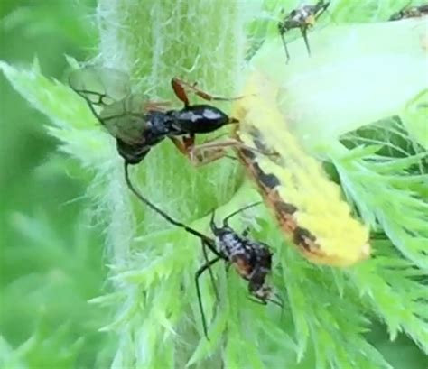 Parasitoid Wasp Oviposits Inside Hoverfly Larva Film Nurturing Nature