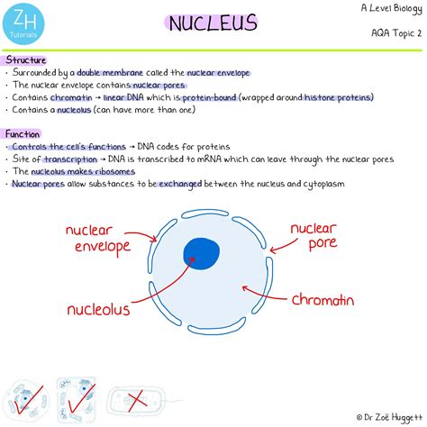 Free Gcse Biology Revision Notes Artofit