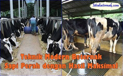 Teknik Modern Beternak Sapi Perah Dengan Hasil Maksimal Mediaternakcom