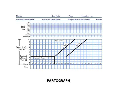 Normal Labor Applied Basic Science Female Pelvis Male