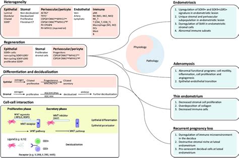 Summary Diagram For Single Cell Application In Endometrial Research Download Scientific