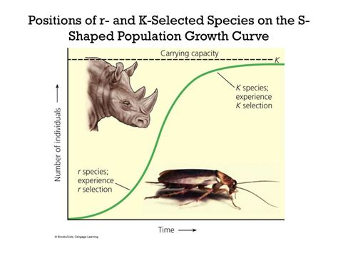 Ppt R And K Selected Species Powerpoint Presentation Free Download Id3195288