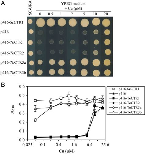A Functional Complementation Of The S Cerevisiae Ctr1Δctr3Δ Mutant Download Scientific