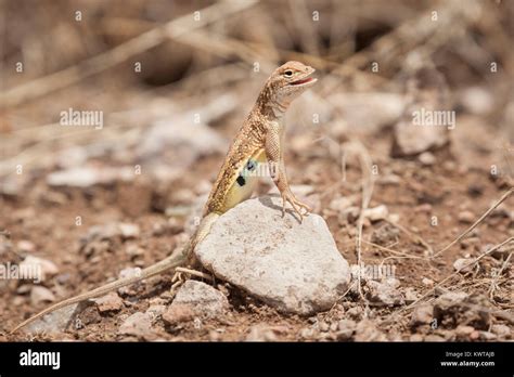 Gaping Male Elegant Earless Lizard Lesser Earless Lizard Holbrookia