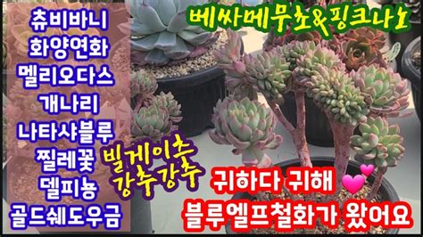 신상 다육이 베싸메무쵸 핑크나노 개나리 입고 ~💥빌게이츠 츄비바니 블루엘프철화 로사로아 너무 예뻐요 ~💥구름다육