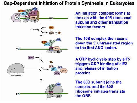 Ppt Eukaryotic Mrna Transcripts Are Processed Powerpoint Presentation