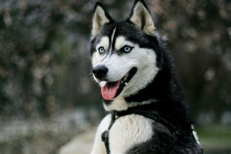 All The Siberian Husky Eye Colors Explained With Pictures