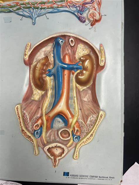 Practical Iii Urinary System Diagram Quizlet