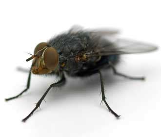 Flies And Fly Control Rentokil Kenya