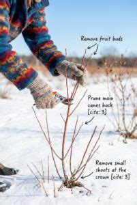 How And When To Prune Blueberry Bushes So They Produce More Fruit Year