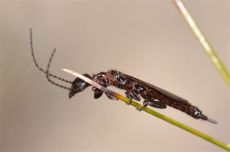 Embiid Webspinner The Order Embioptera Commonly Known As Flickr