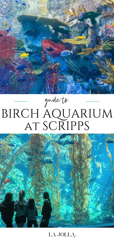 Birch Aquarium San Diego Insiders Guide Top Exhibits Hours Tickets