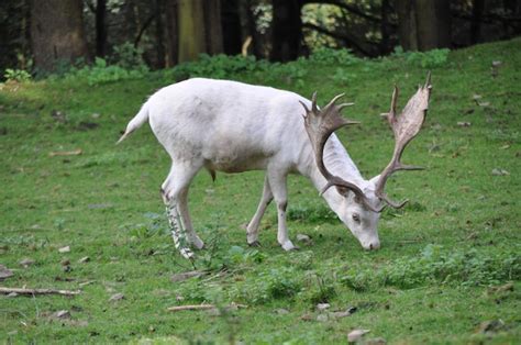 Premium Photo White Deer Eating Grass