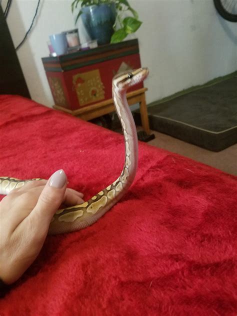 Tall Tina R Ballpython