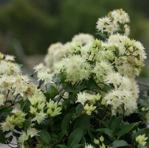 Backhousia Myrtifolia Mini Cini Australian Native Plant