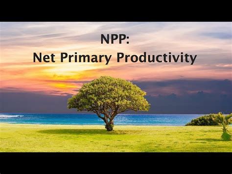 Net Primary Productivity