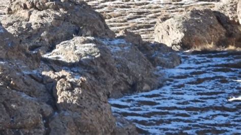 eye test can you spot the perfectly camouflaged snow leopard video