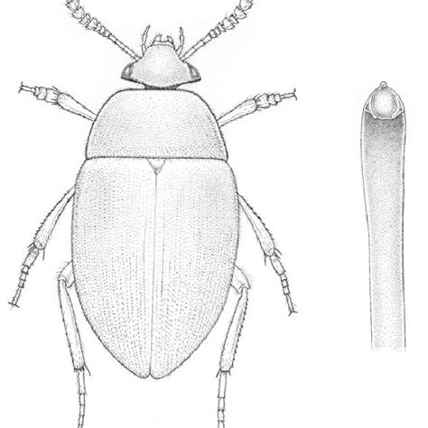 A Typical Tubular Avian Vagina From Domestic Pheasant Phasianus Download Scientific Diagram