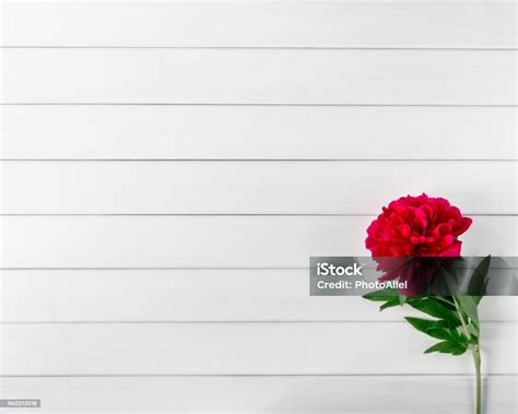 텍스트 위쪽에 대 한 복사 공간 흰색 소박한 나무 테이블에 아름 다운 분홍색 빨간 마 르 살라 모란 꽃 보기 및 평면 스타일을