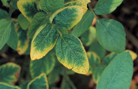 Potato Nutrient Deficiency Haifa Group