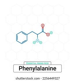 Phenylalanine Chemical Structure Essential Amino Acid Stock Vector