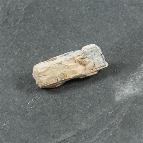 Woolly Mammoth Tusk Ivory Mammoth Fossils For Sale Uk Fossil Shop