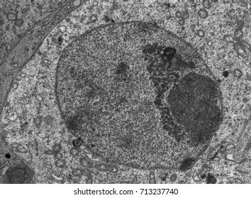 231 Transmission Electron Microscopy Images Stock Photos Vectors Shutterstock