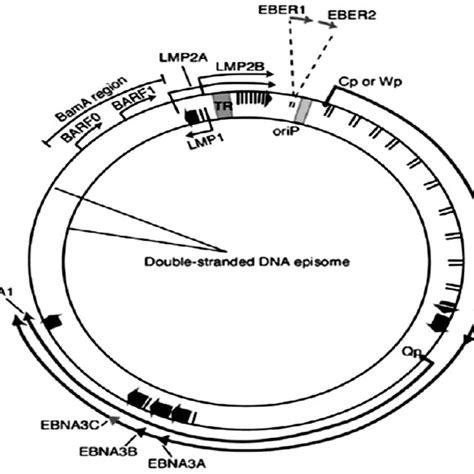 Structure Of Ebv Virion Chenet Al2012 Download Scientific Diagram