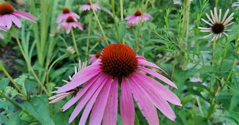 Flowz Album On Imgur