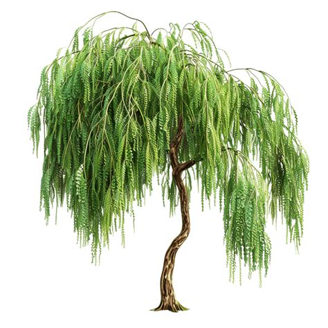 The Willow Trees Clipart The Willow Trees Clipart Willow Png