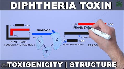 Diphtheria Bacteria Structure